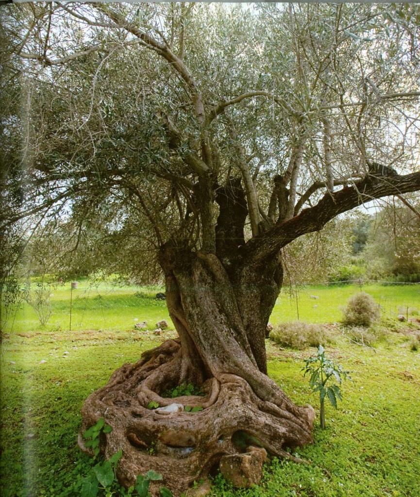 Η ΖΩΗ ΤΟΥ ΧΩΡΙΟΥ – Παραδοσιακός-Λαογραφικός Σύλλογος Κάτω Βαλσαμονέρου ...
