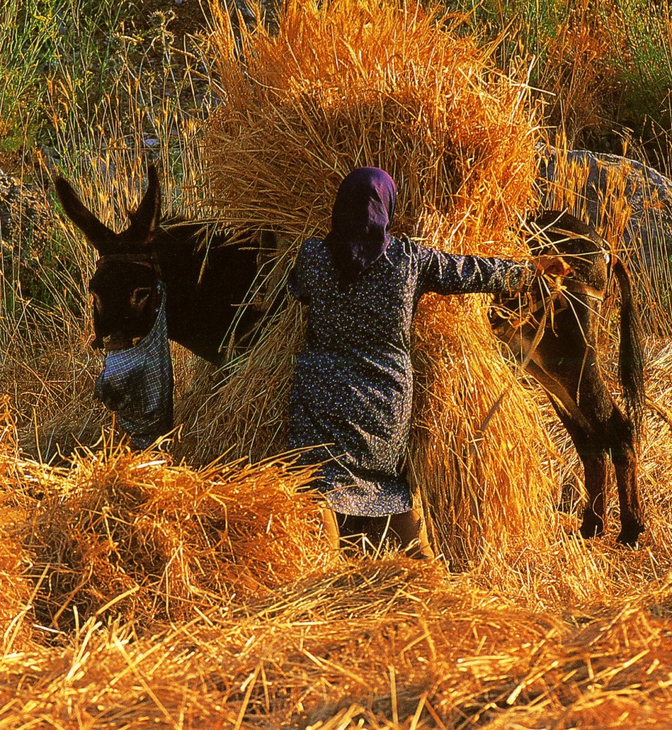 Η ΖΩΗ ΤΟΥ ΧΩΡΙΟΥ – Παραδοσιακός-Λαογραφικός Σύλλογος Κάτω Βαλσαμονέρου ...